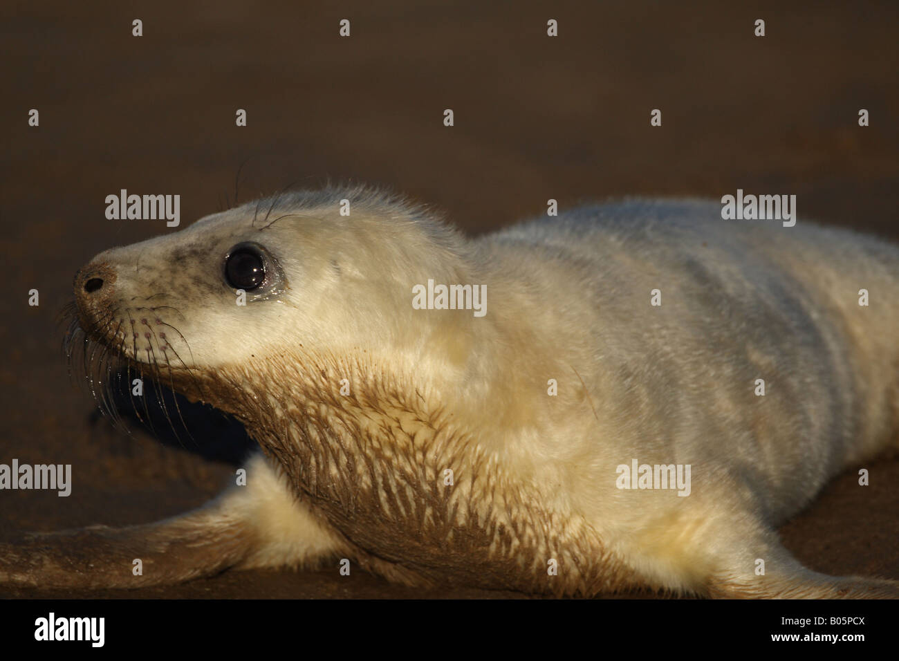 grey seal pup looking left Stock Photo - Alamy
