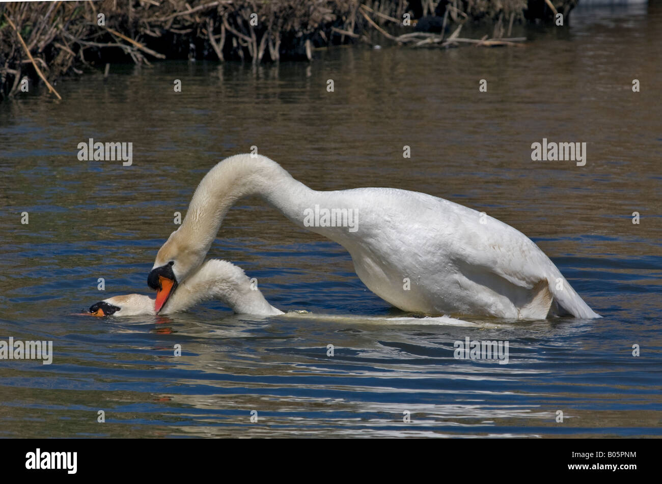 Swans mating hi-res stock photography and images - Alamy