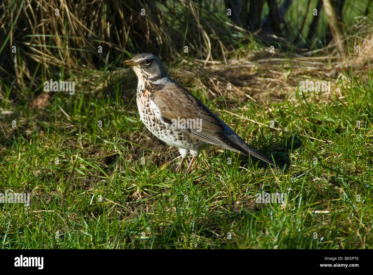 A fieldfare on a sunny backyard Stock Photo - Alamy
