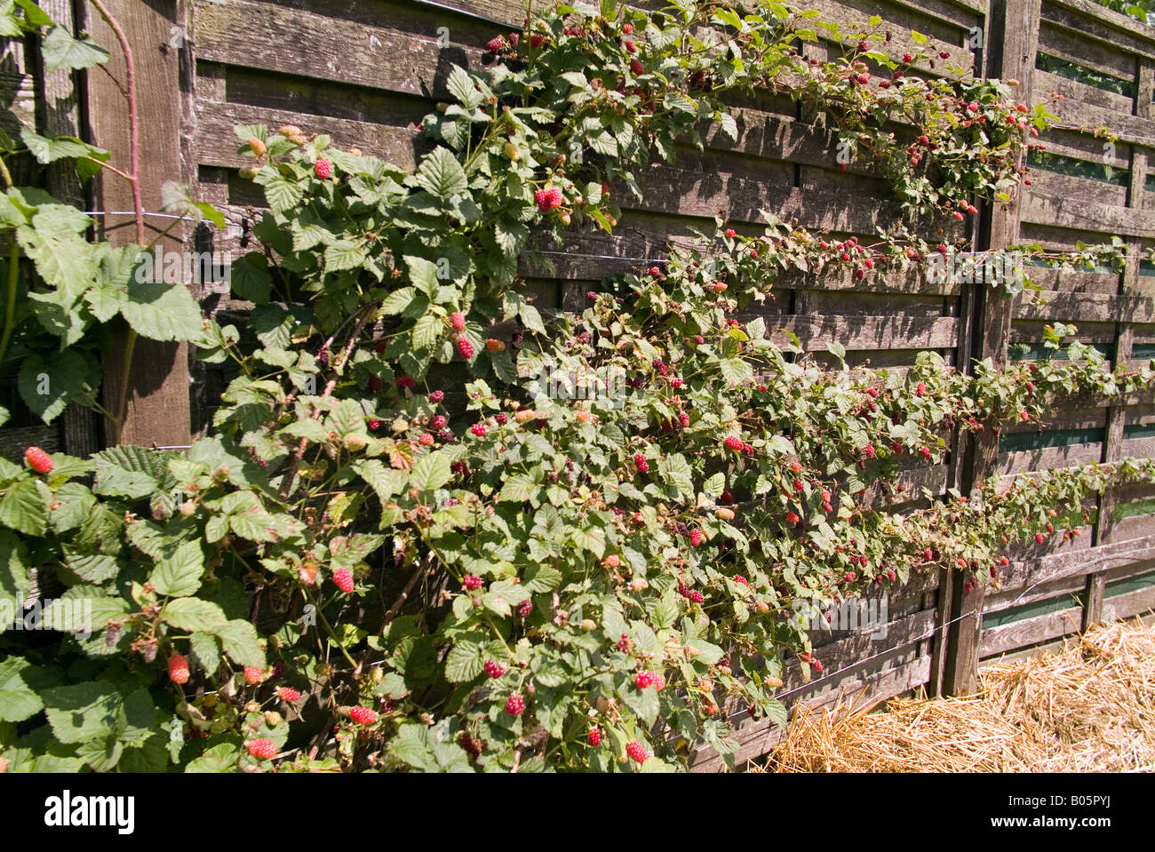 fruit growing at garden organic, ryton Stock Photo - Alamy