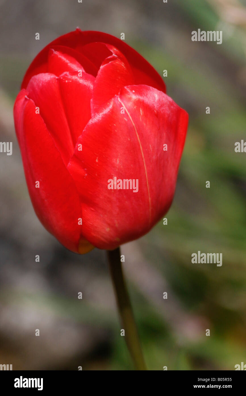 red Tulip flower, vertical format 83999 Tulip Stock Photo - Alamy