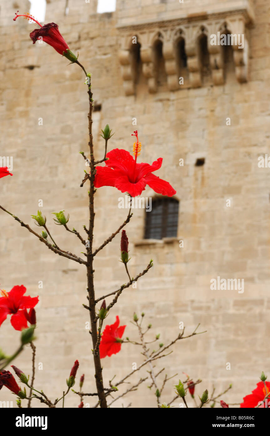 Red hibiscus flowers in front of castle walls Stock Photo - Alamy