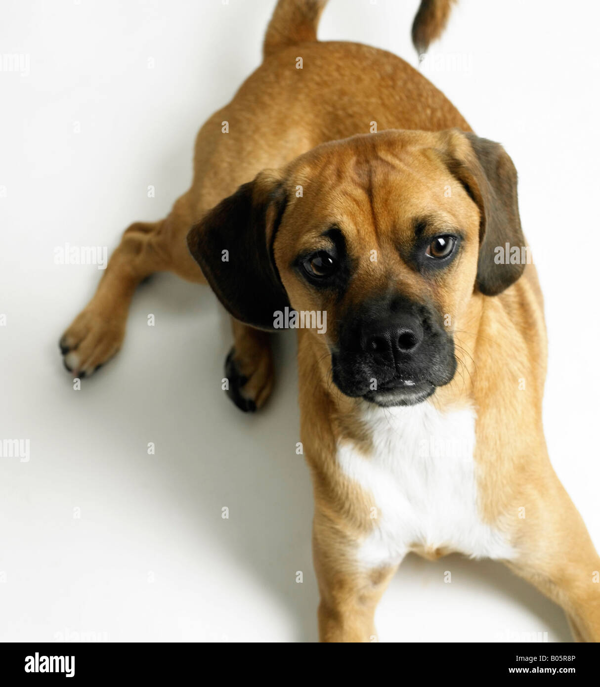 Left side of dog face hi-res stock photography and images - Alamy