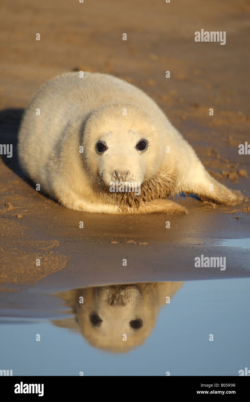 grey seal with reflection at donna nook uk Stock Photo - Alamy