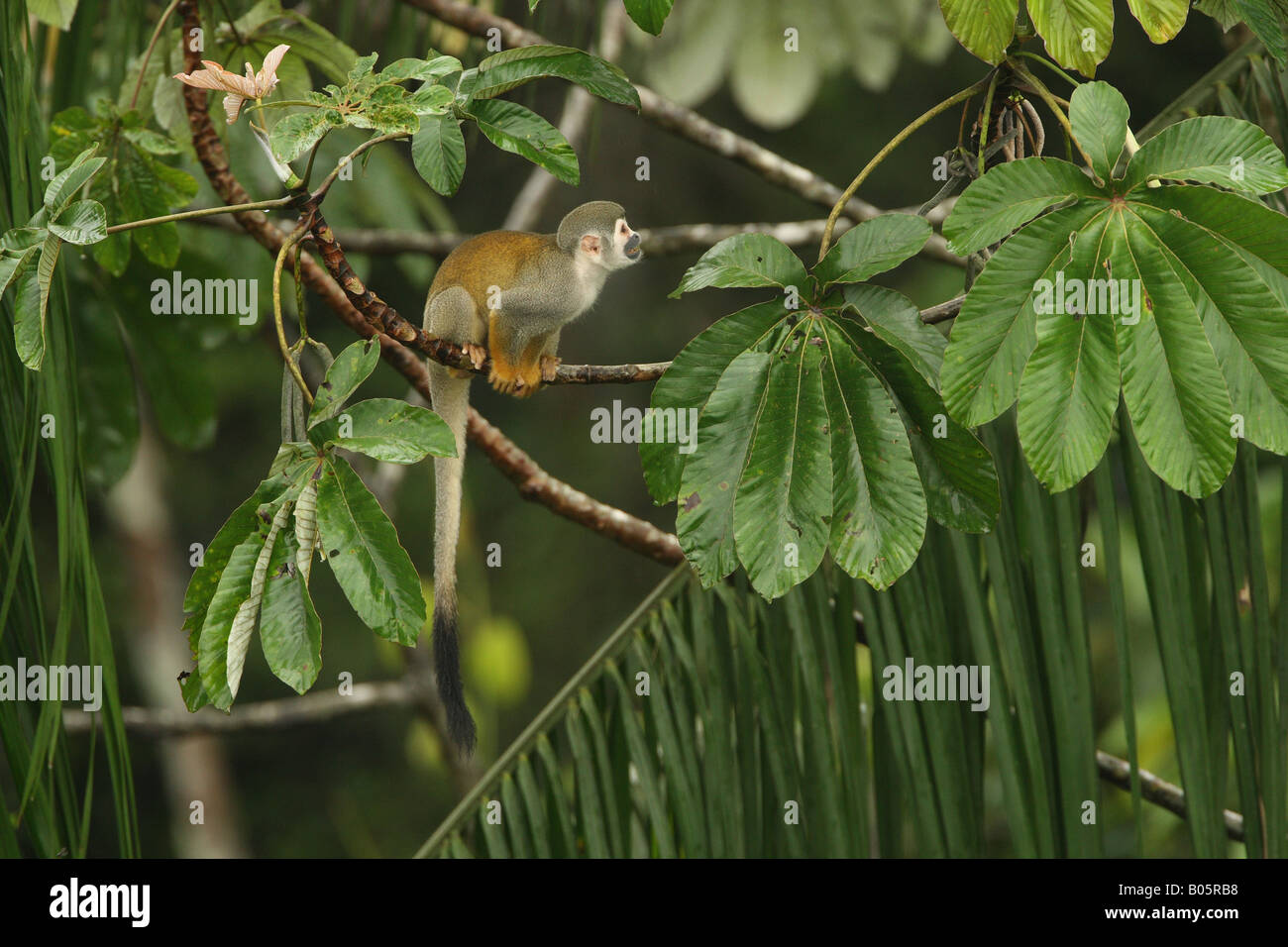 spider monkey in treetops brazil Stock Photo - Alamy