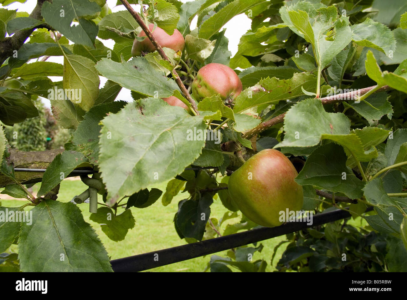 Apple Orchard Uk Crops Stock Photos & Apple Orchard Uk Crops Stock ...
