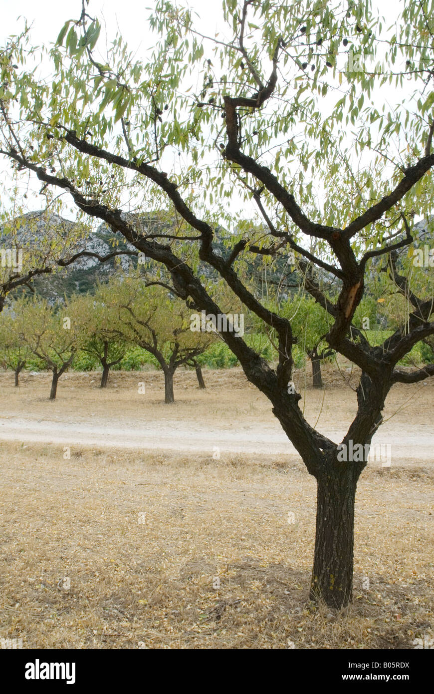 Almond trees in Provence France Stock Photo - Alamy