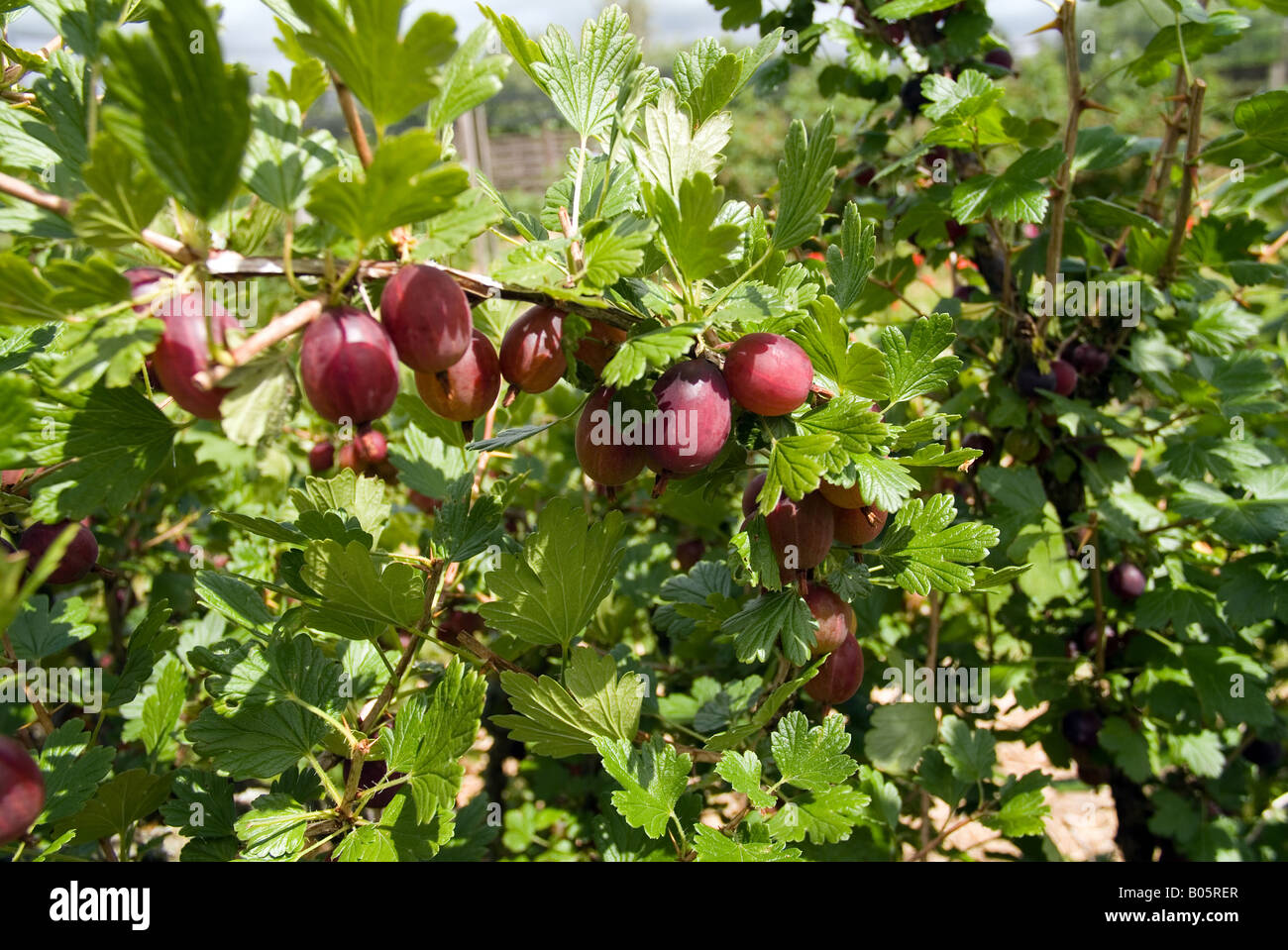 fruit growing at garden organic, ryton Stock Photo - Alamy