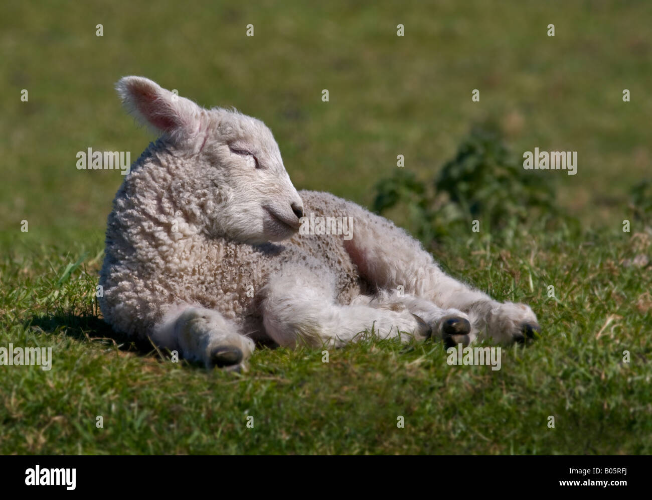 Cute lamb laying in grass hi-res stock photography and images - Alamy