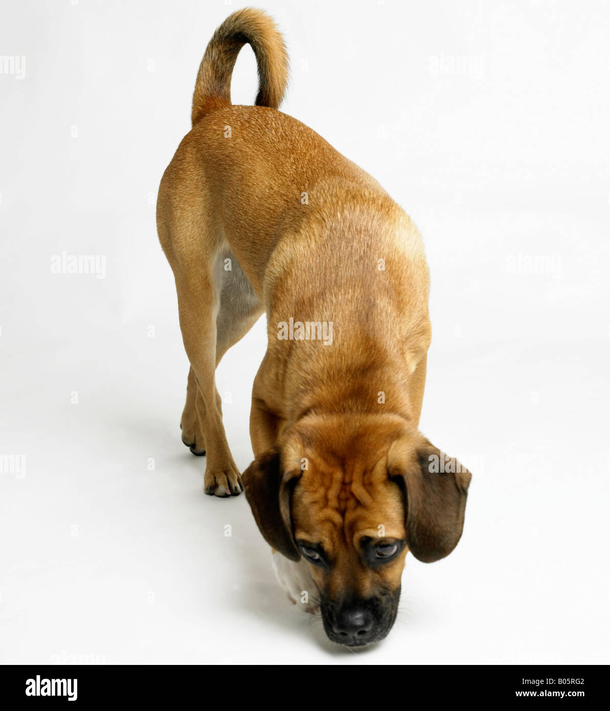 Left side of dog face hi-res stock photography and images - Alamy