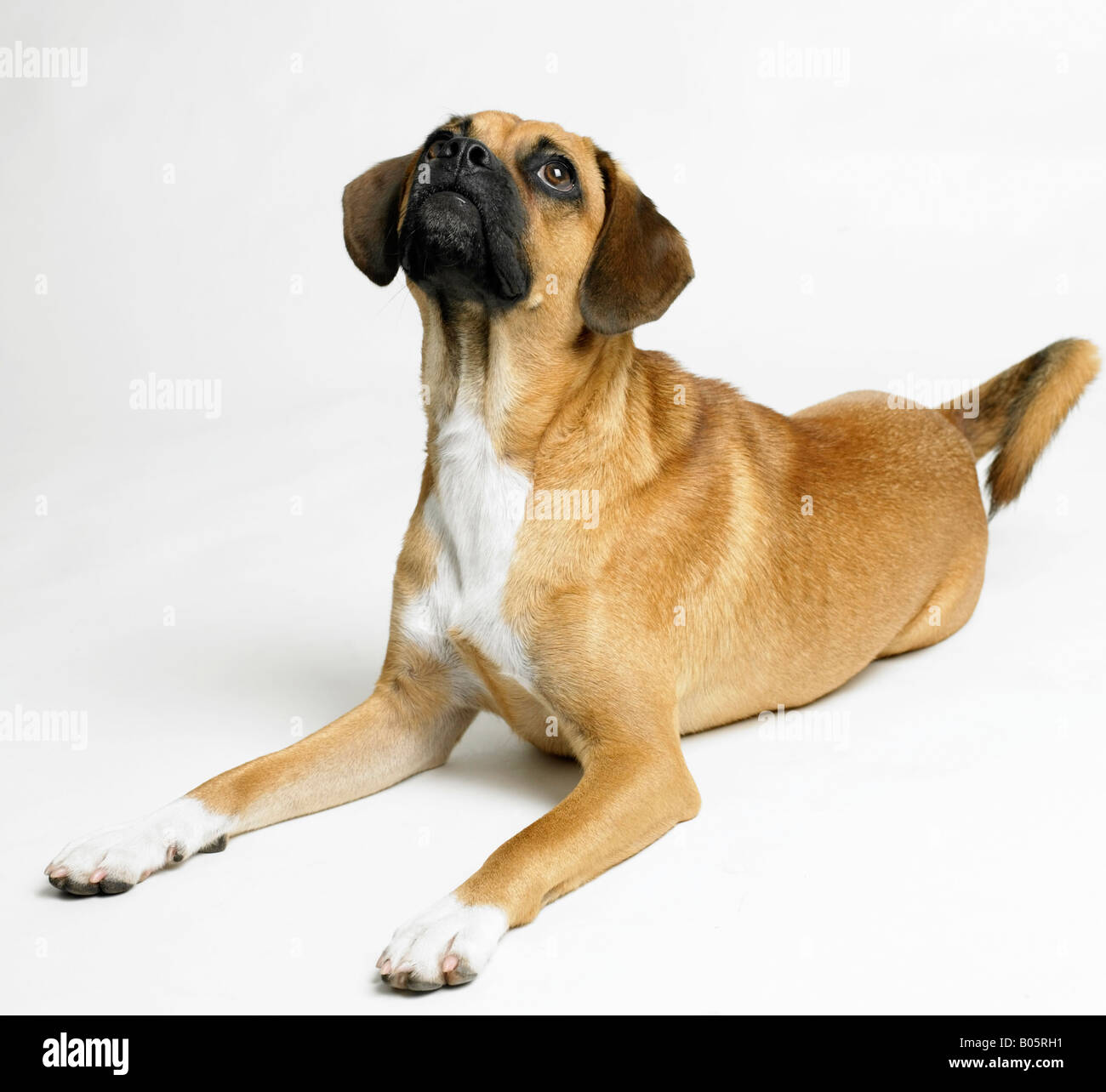 Left side of dog face hi-res stock photography and images - Alamy