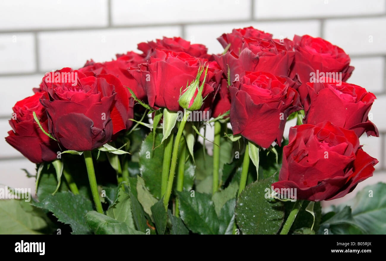 Bunch of beautiful red roses Stock Photo - Alamy