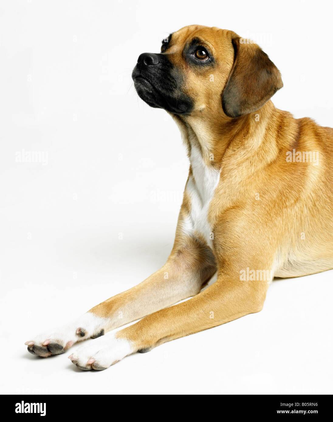 Dogs chest hi-res stock photography and images - Alamy