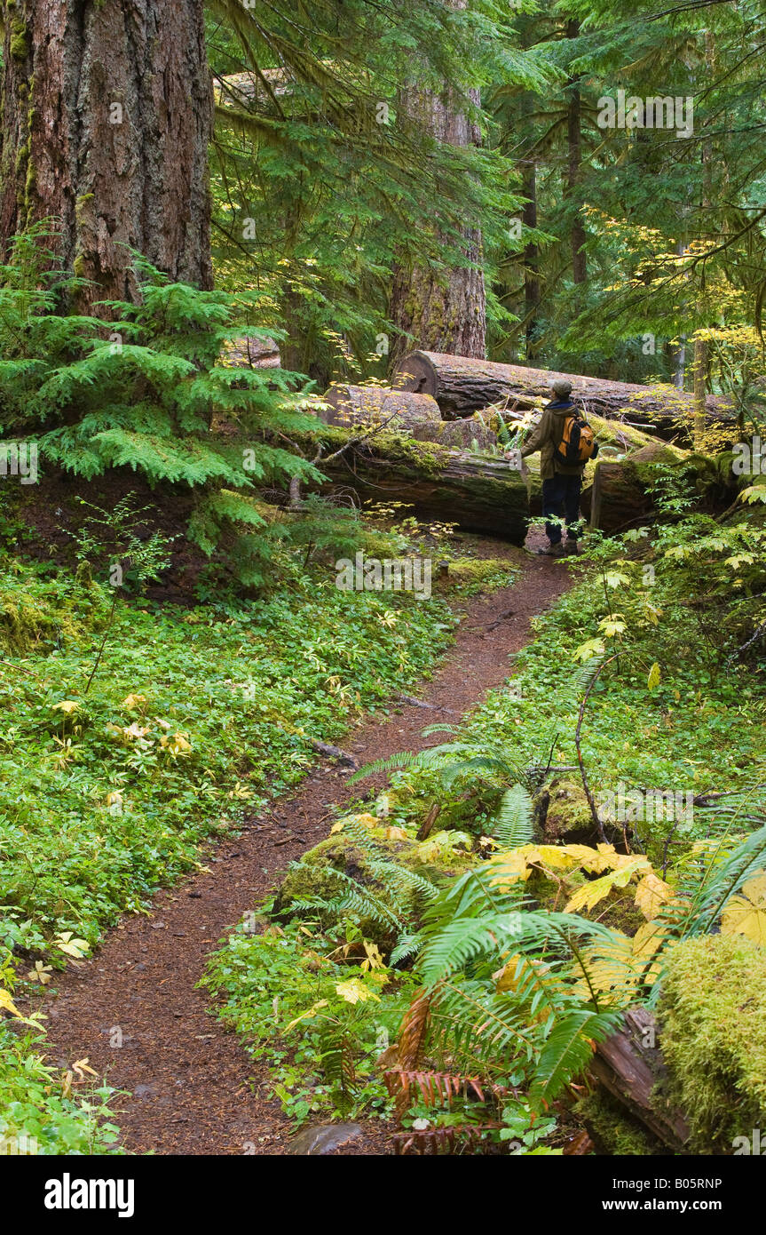 Hiking old-growth forest in Oregon Cascade Mountains Stock Photo - Alamy