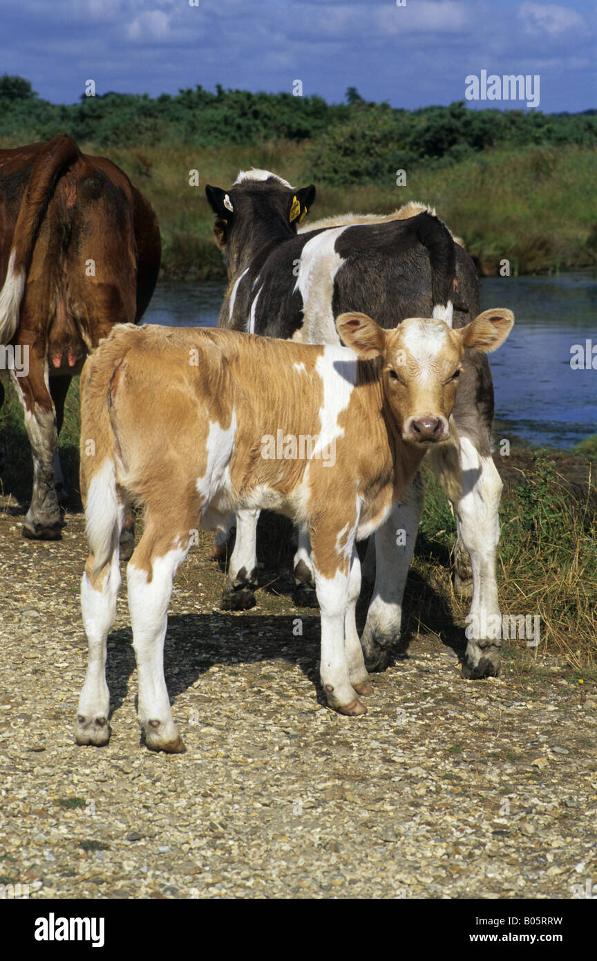 Cattle by a river hi-res stock photography and images - Alamy