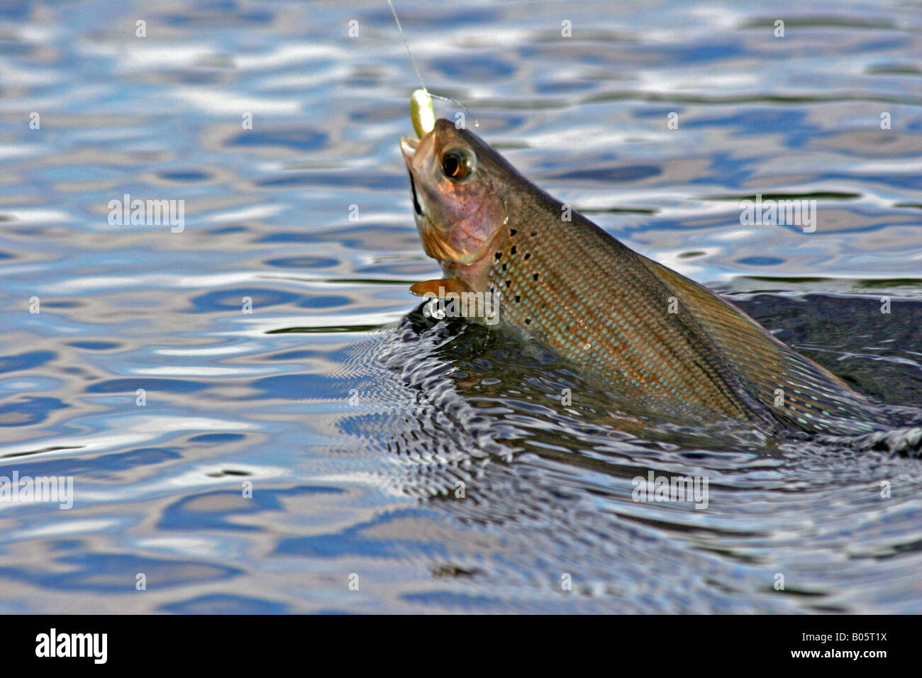 Catching grayling hi-res stock photography and images - Alamy