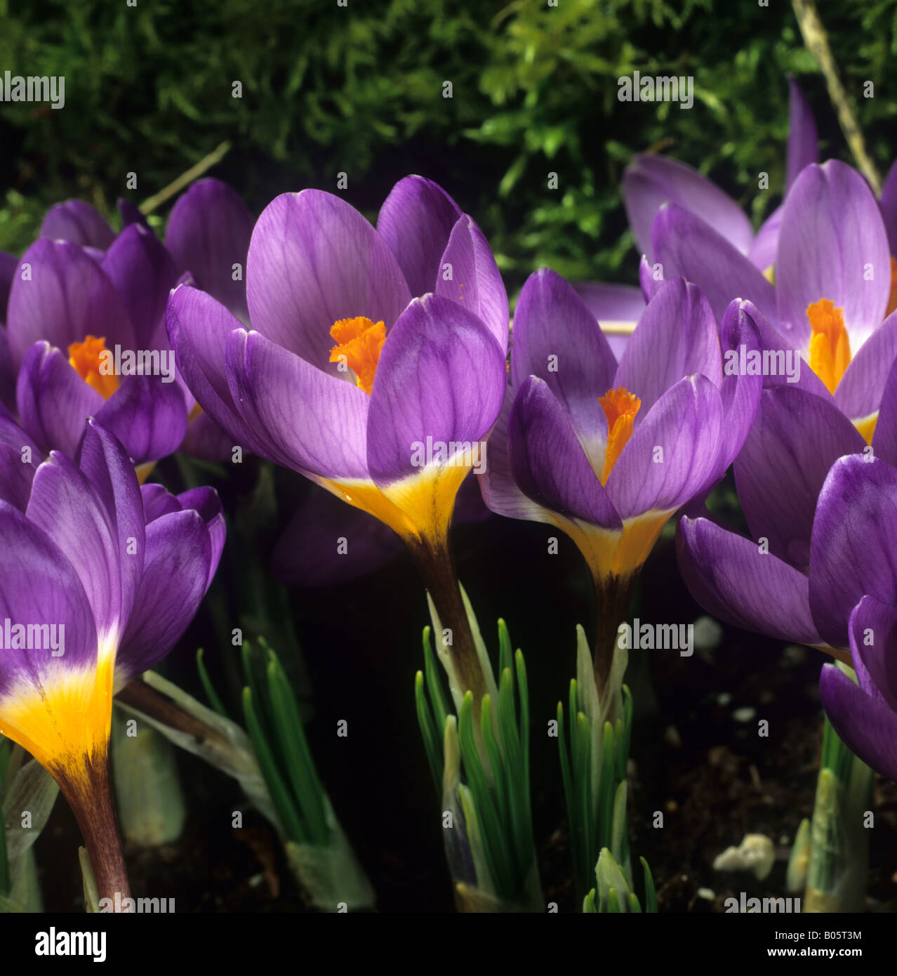 Flowering garden bulb Crocus sieberi sublimus f tricolor Tricolour ...