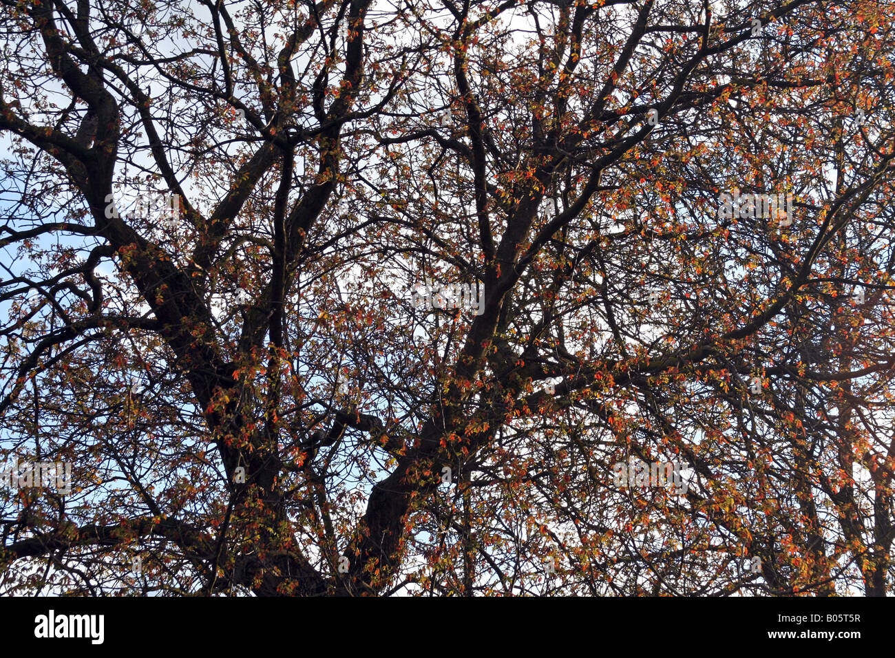 Spring tree colors hi-res stock photography and images - Alamy