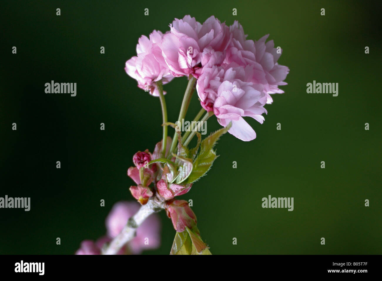 Pink Cherry blossom flower. Horizontal format. 84006 CherryBlossom ...