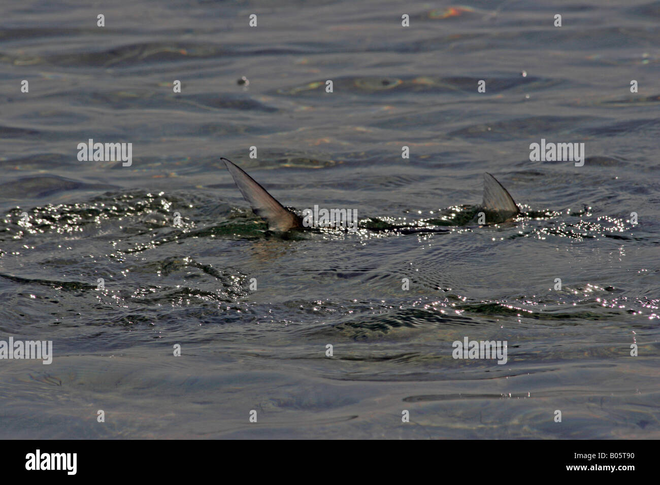 Bonefish hi-res stock photography and images - Alamy