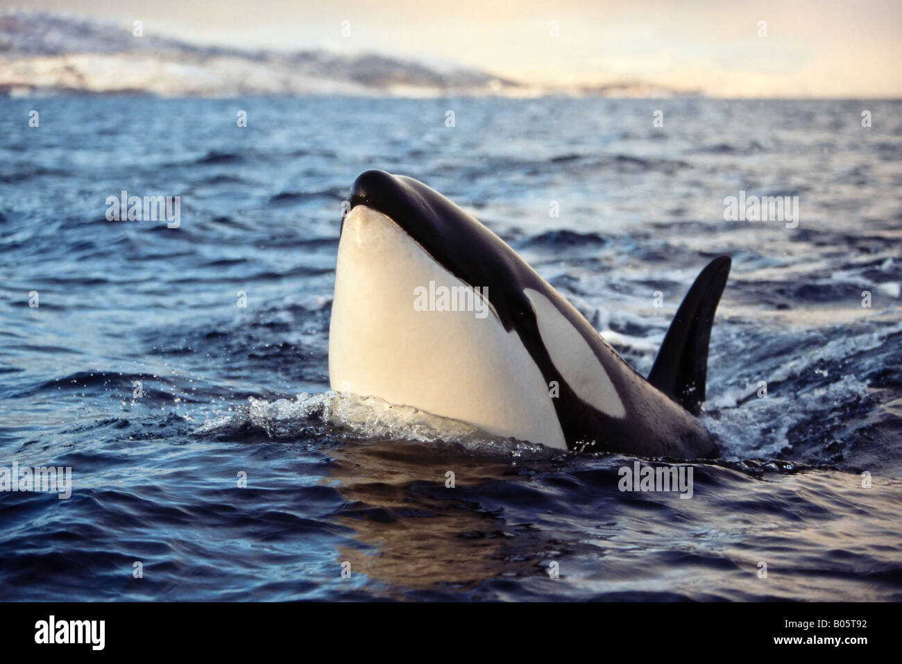 Juvenile female Killer Whale Orcinus Orca with head out of water ...