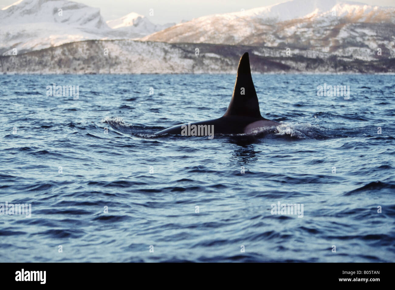 Male Killer Whale Orcinus Orca showing dorsal fin and saddlepatch ...