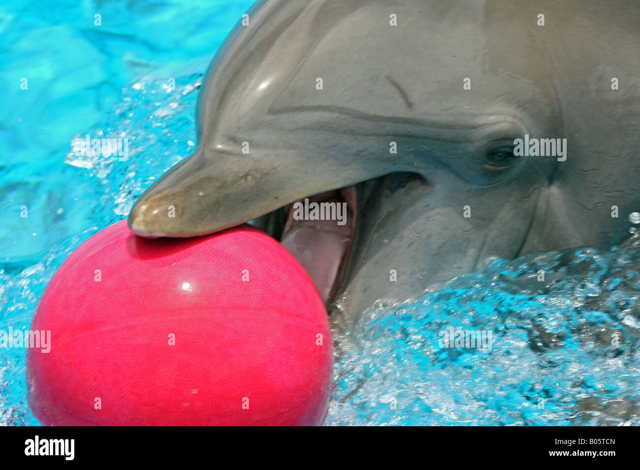 Dolphin with Ball Stock Photo - Alamy