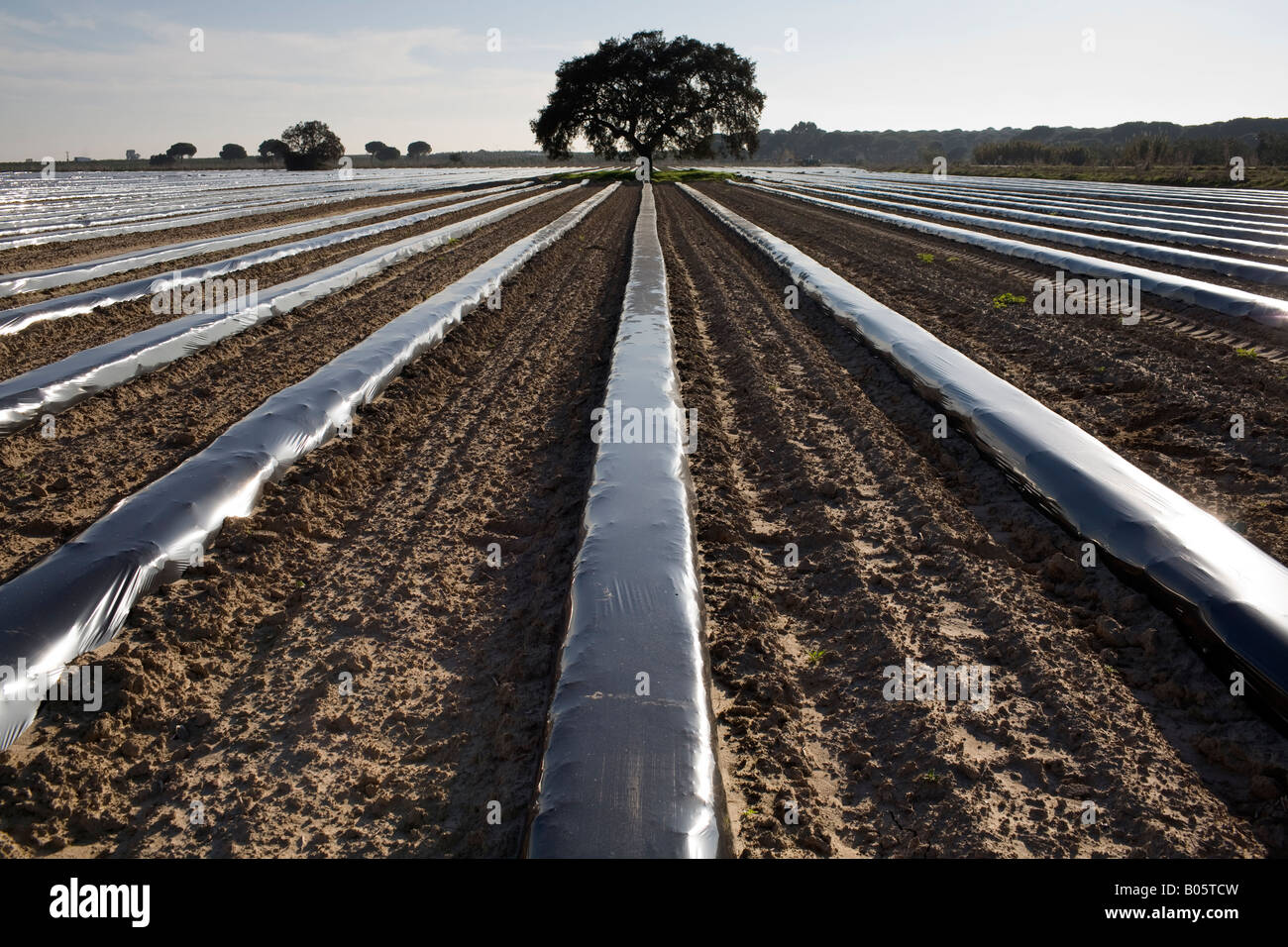 Covering crops with plastic hi-res stock photography and images - Alamy