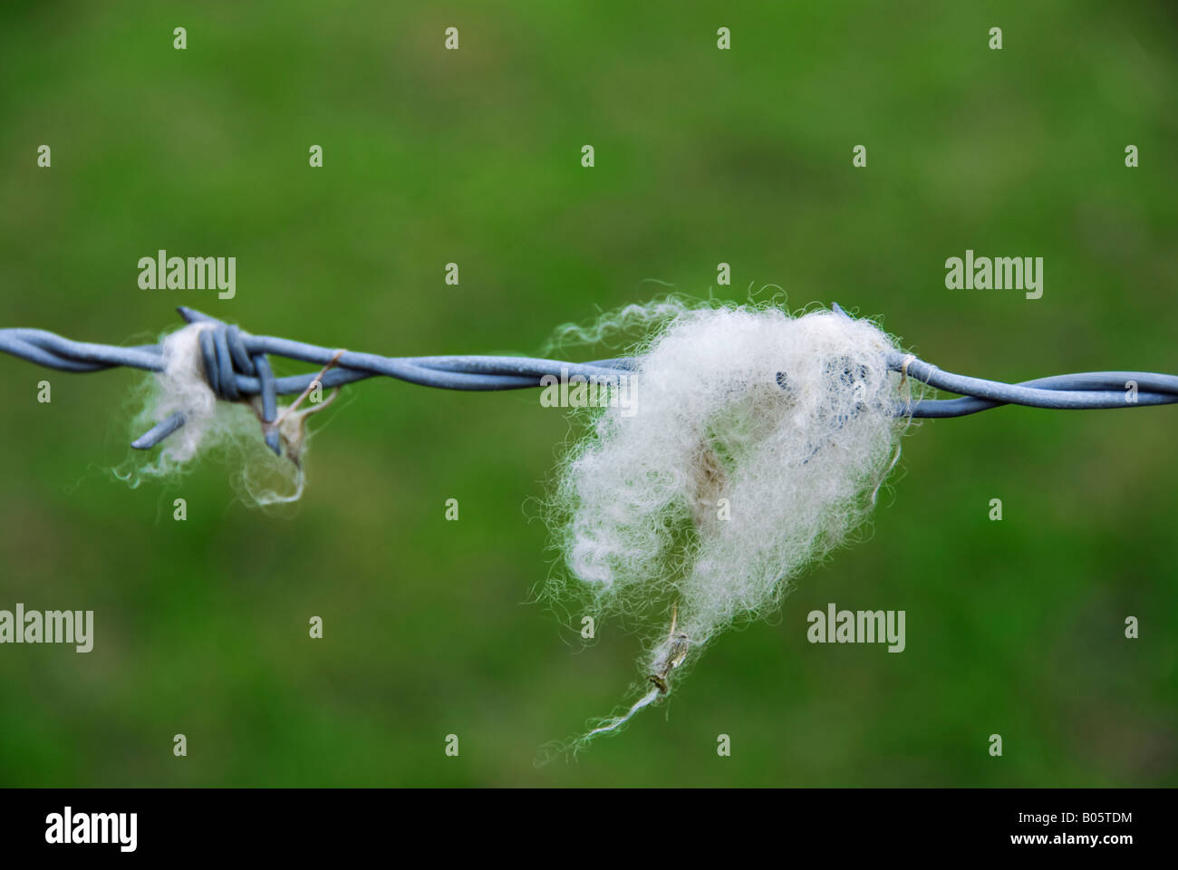 Sheeps wool on wire fence hi-res stock photography and images - Alamy