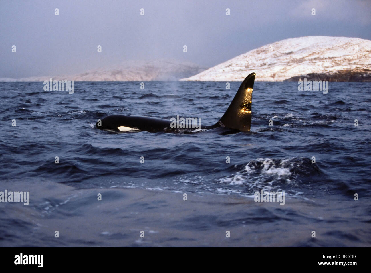 Male Killer Whale Orcinus Orca with sunlight reflecting on dorsal fin ...