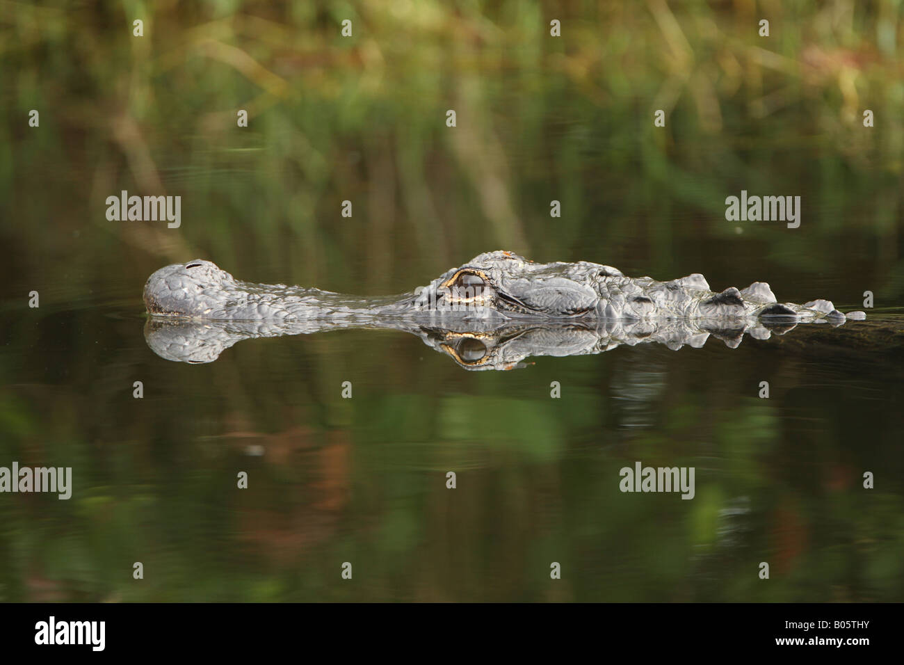 Alligators swimming in swamp everglades hi-res stock photography and ...