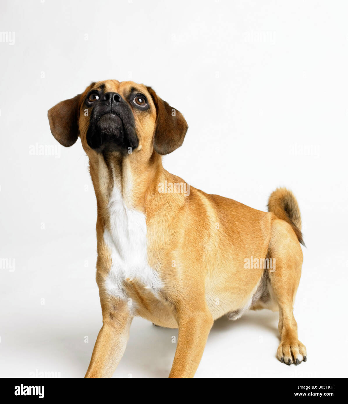 portrait of a dog Stock Photo - Alamy