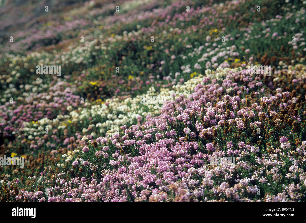 cornish heath Erica vagans downas valley cornwall Stock Photo - Alamy