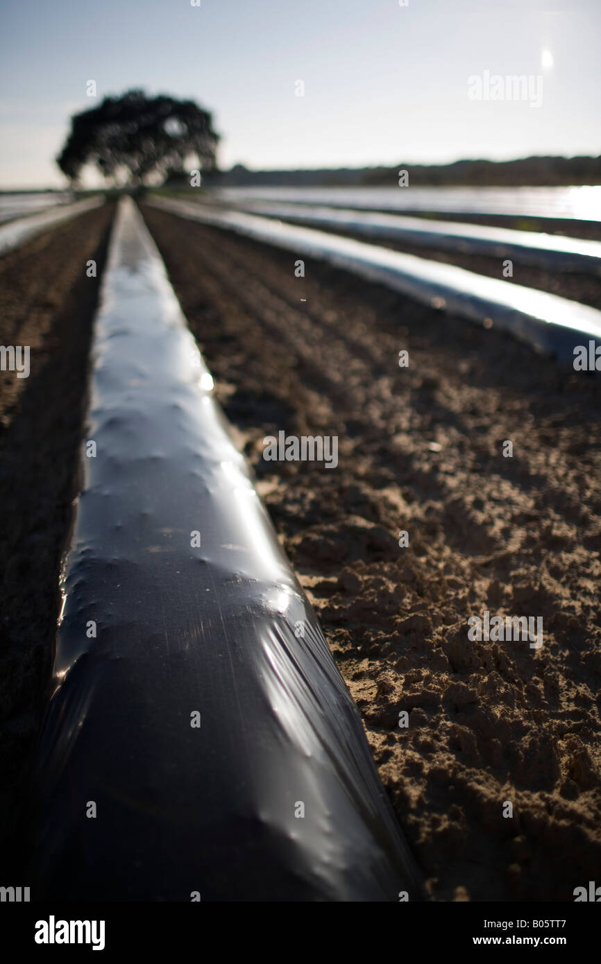 Covering crops with plastic hi-res stock photography and images - Alamy