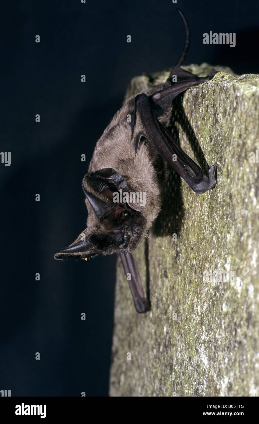 european free tailed bat Tadarida teniotis captive animal Stock Photo ...