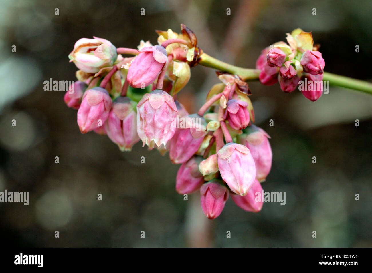 Blueberry flower hi-res stock photography and images - Alamy