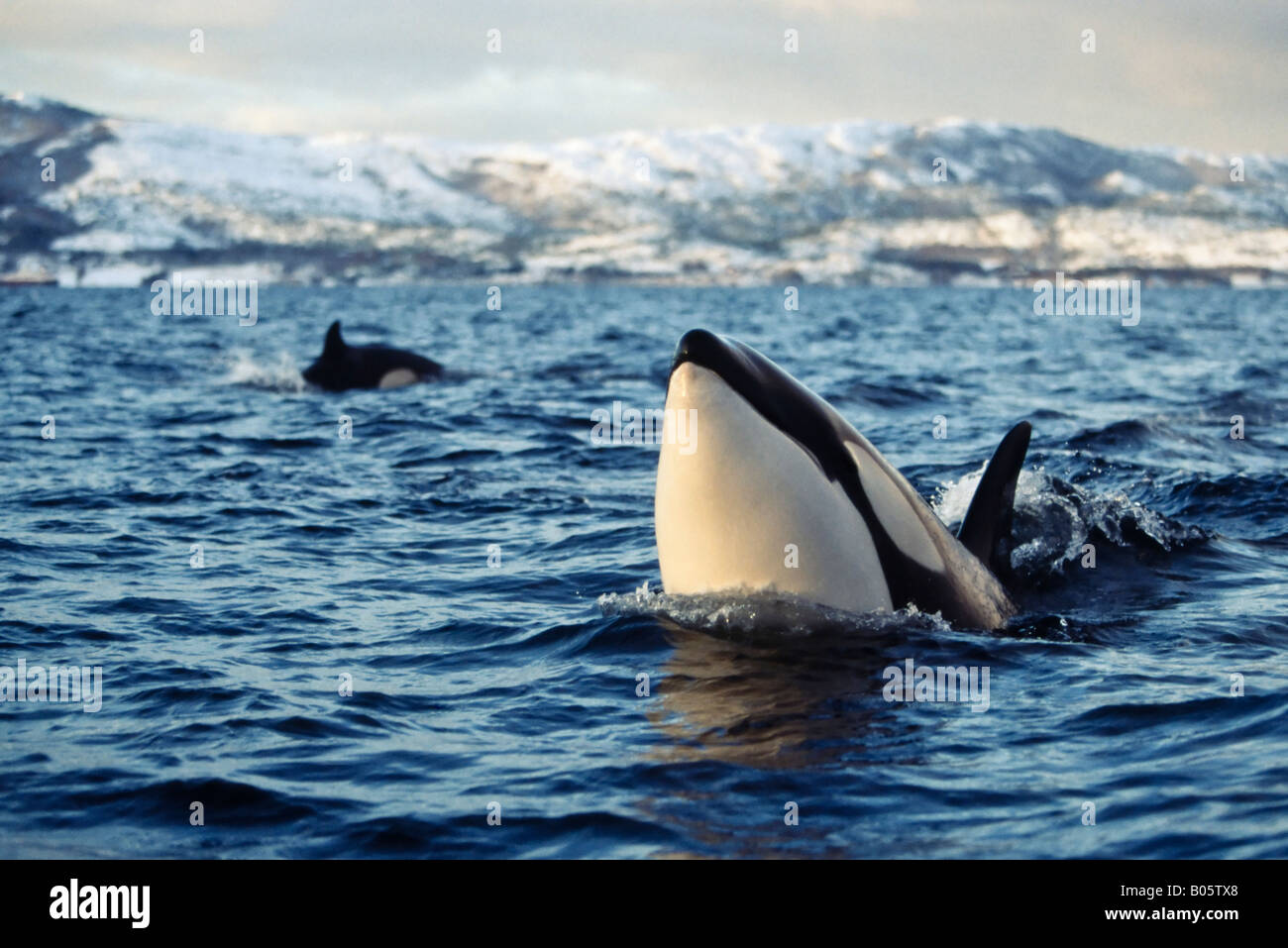 Juvenile female Killer Whale Orcinus Orca with head out of water ...