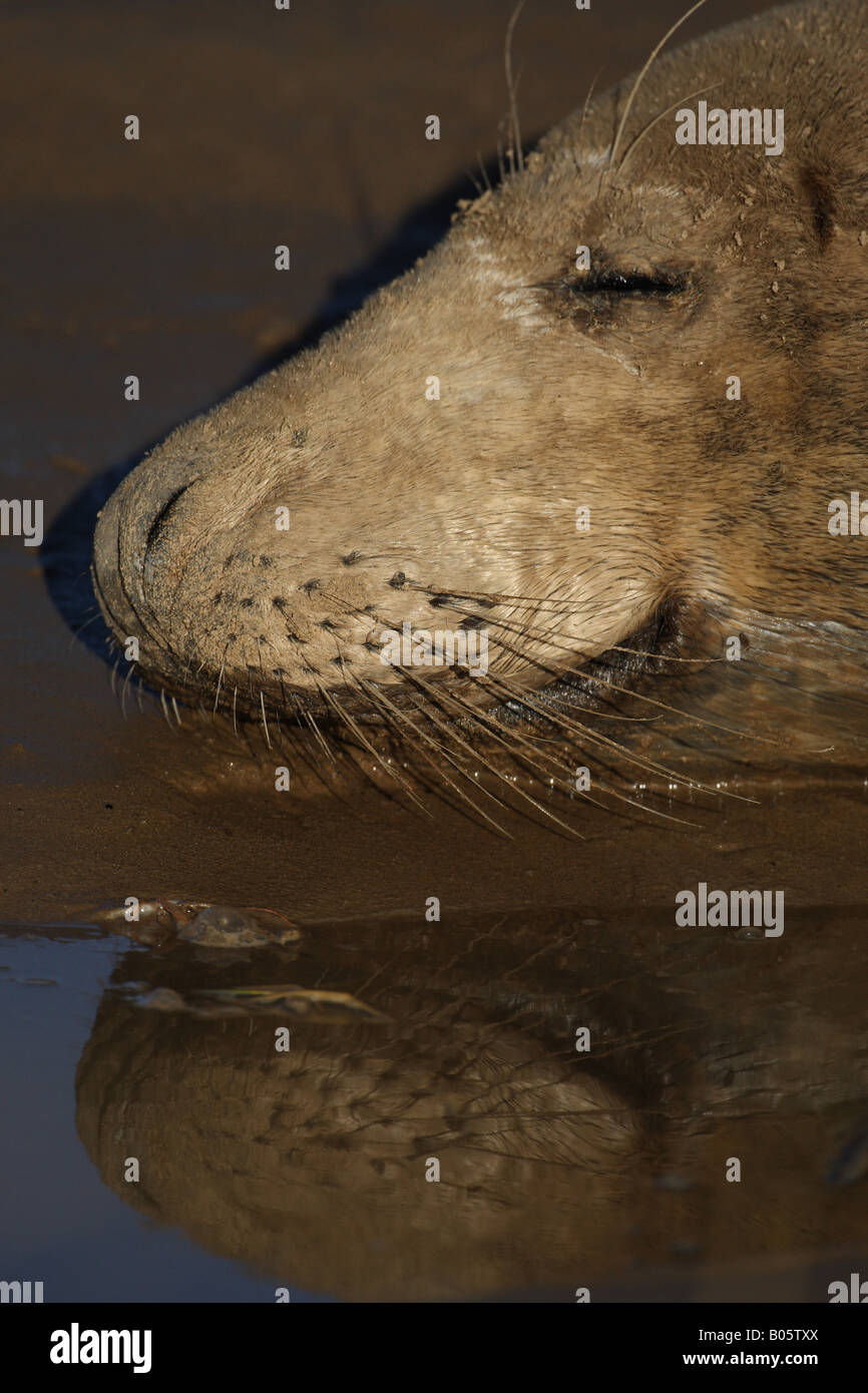 grey seal sleeping with reflection uk Stock Photo - Alamy