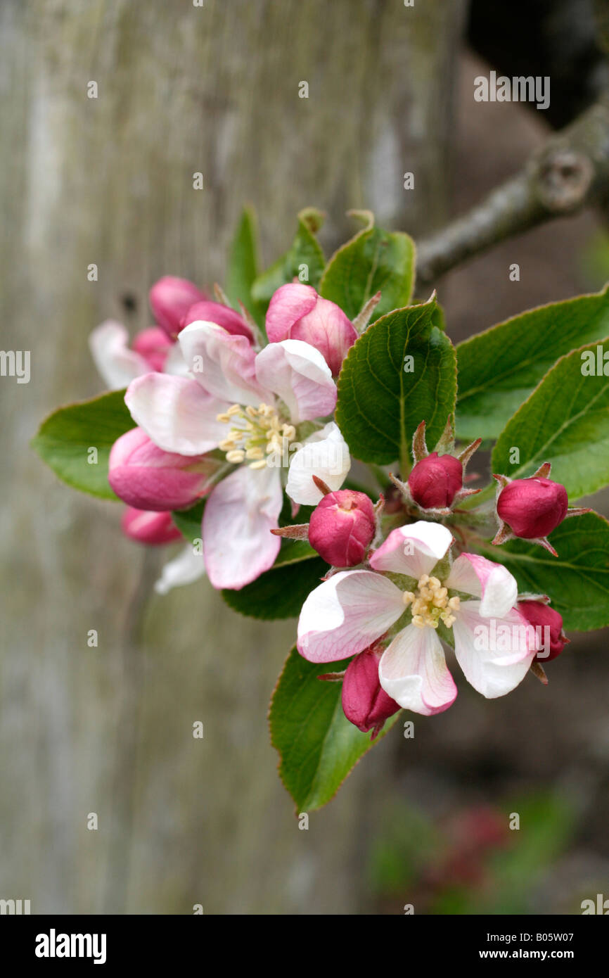 Greensleeves apple tree hi-res stock photography and images - Alamy