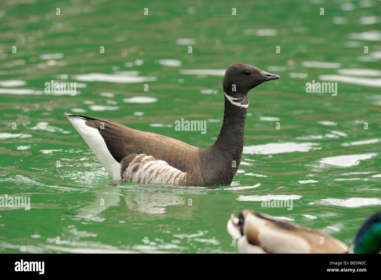 american brant / brent goose (branta bernicla Stock Photo - Alamy