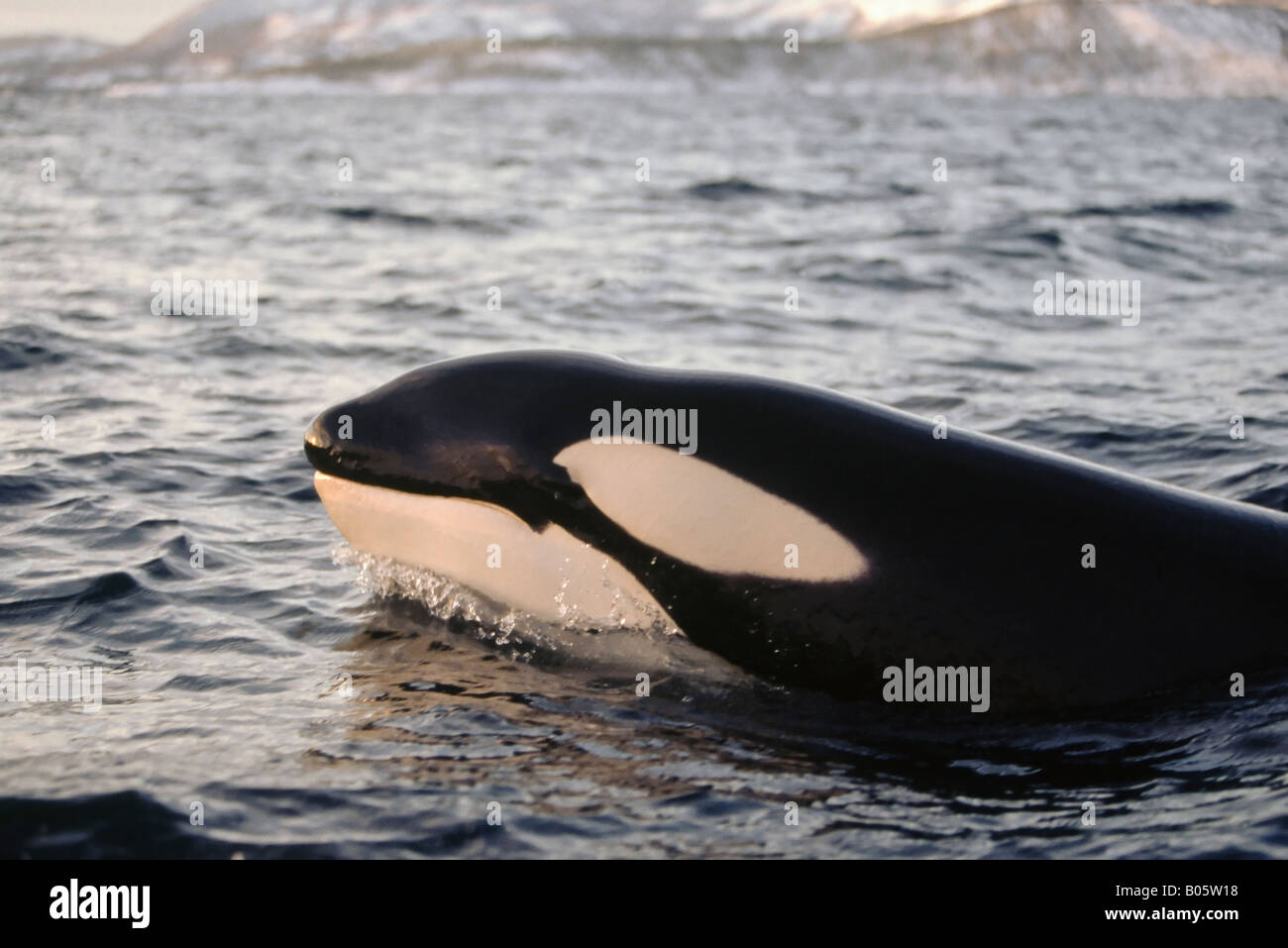 The head and upper body of a Killer Whale Orcinus Orca in profile ...