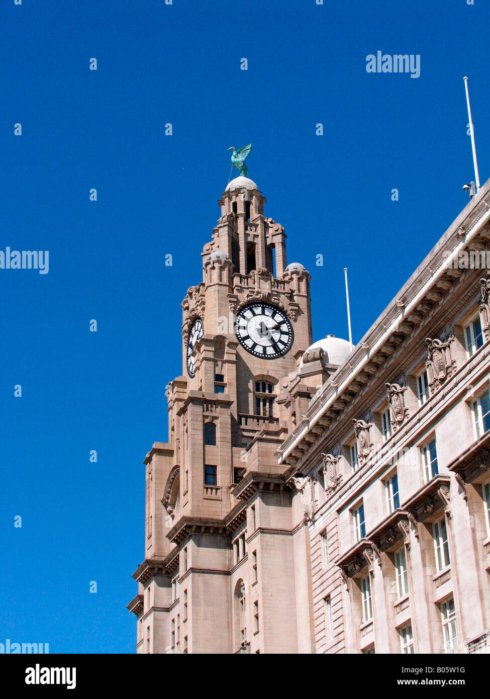 Liver Bird on the Liver Building, Liverpool Stock Photo - Alamy