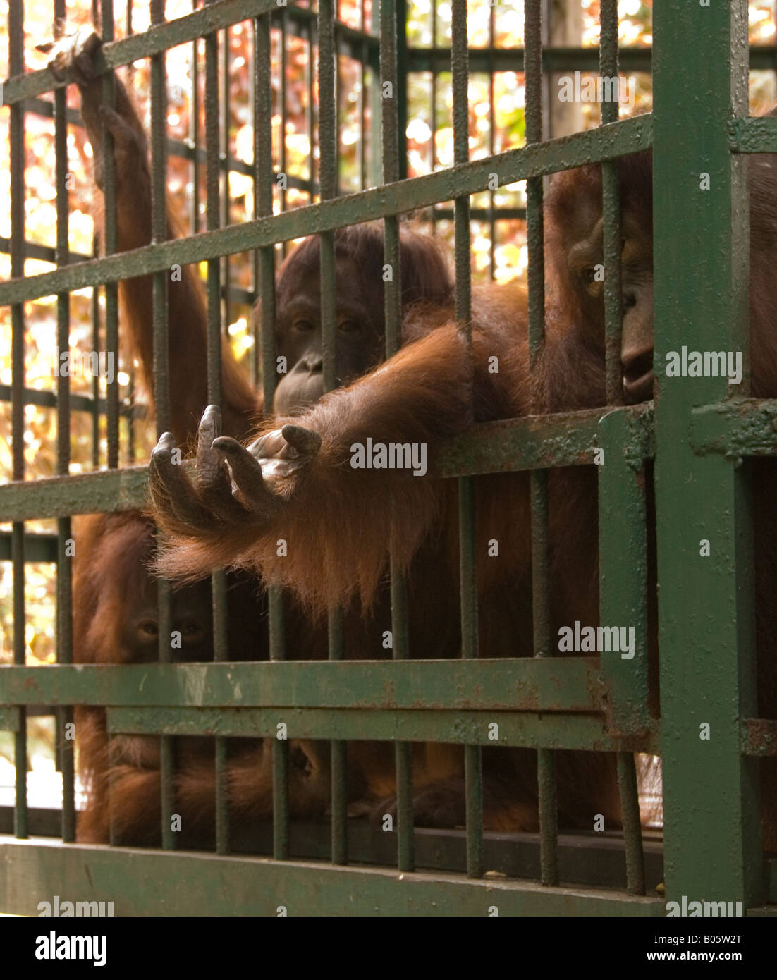 Orangutans in cage at the care center in Pangkalan Bun, Indonesia ...