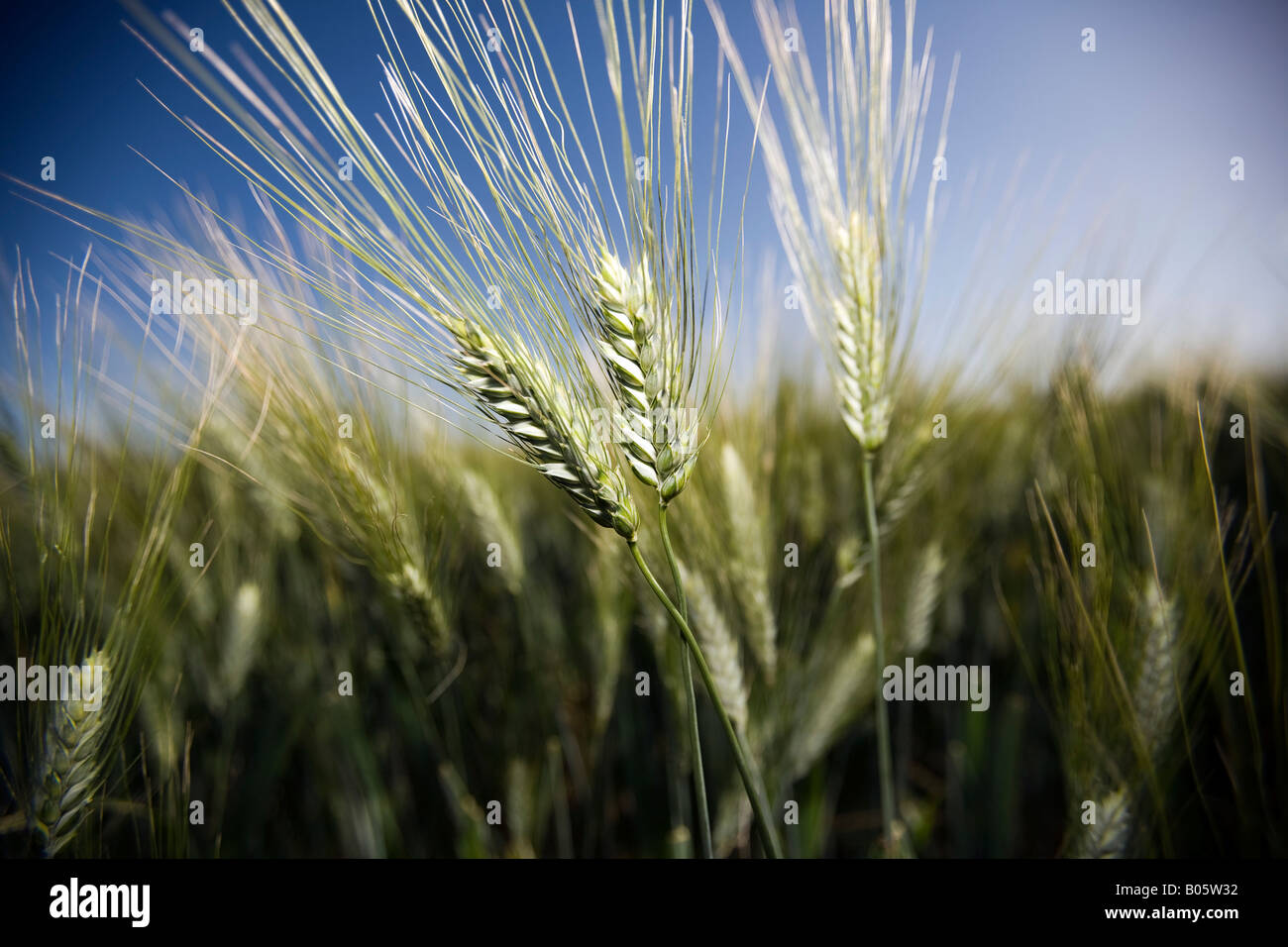 Wheat spikes, Andalusia, Spain Stock Photo - Alamy