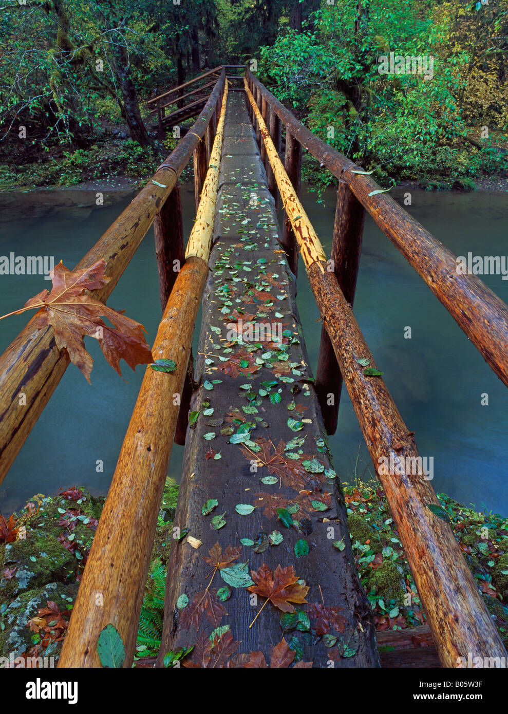 Fall Creek Trail bridge Willamette National Forest Cascade Mountains ...