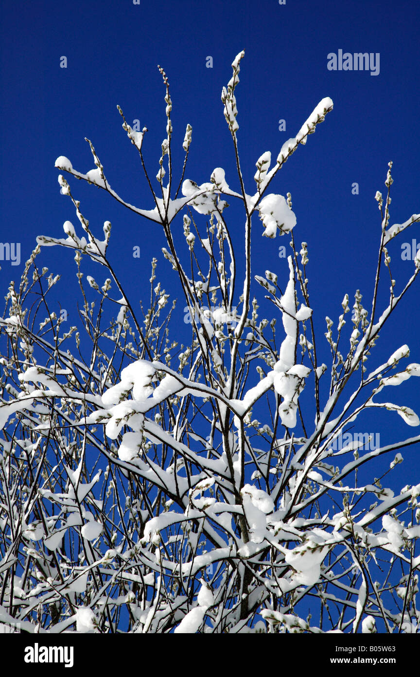 Snow-covered early spring shoots on tree branches shot against a clear ...