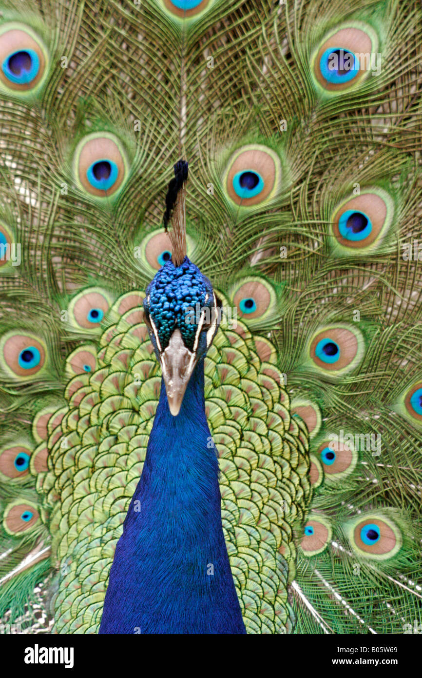 Peacocks head hi-res stock photography and images - Alamy