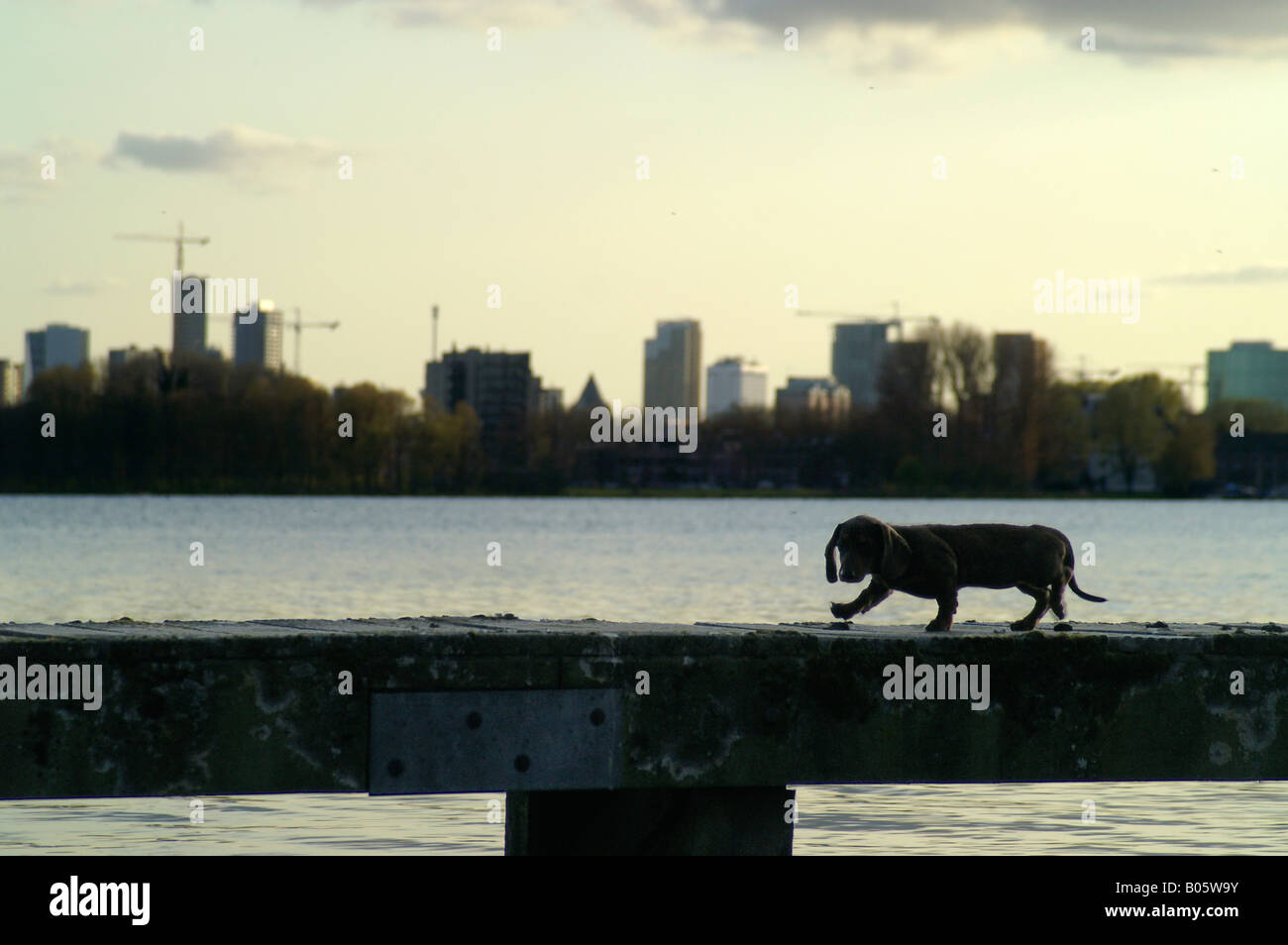 Small puppy dog dachshund walking wooden pier in Kralingsee lake ...