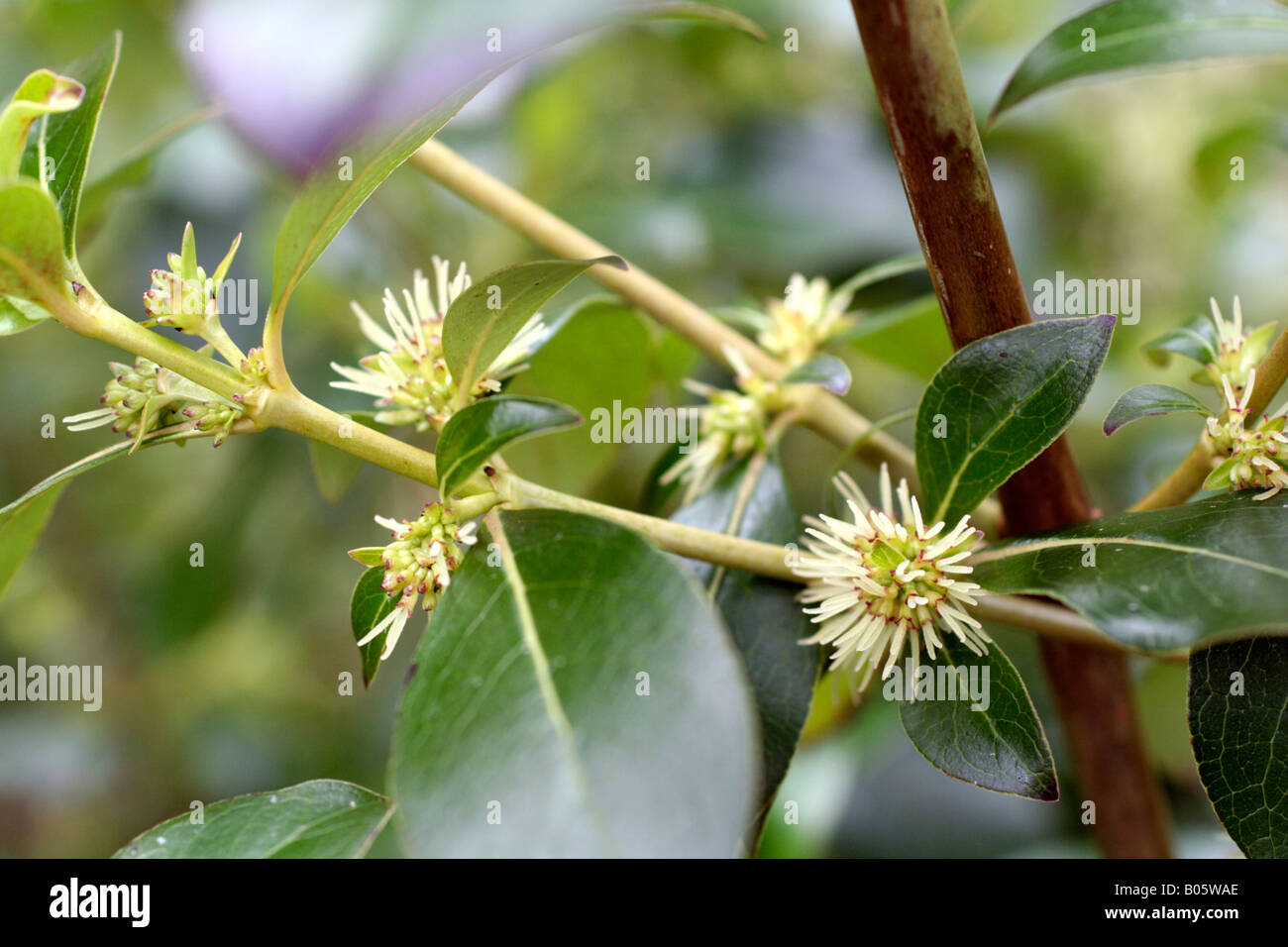 Coprosma hi-res stock photography and images - Alamy