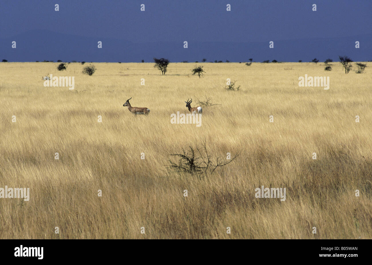 Oryx in national park. blue sky. safari. dry. grass. horizon. animal ...